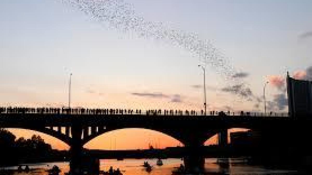 Bat Tours Austin | Paddle Boarding Tours & Activities