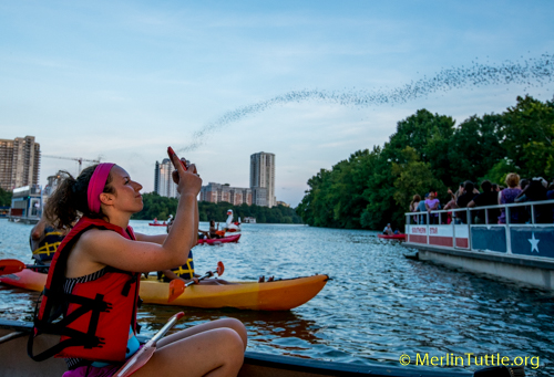 Bat Tours Austin | Paddle Boarding Tours & Activities