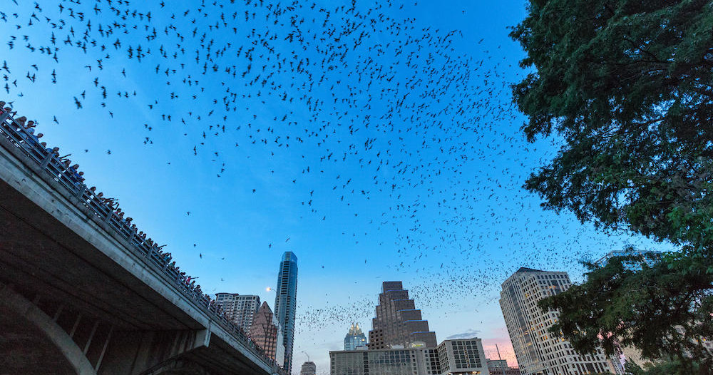 Paddle Board Bat Tour | Bat Tours Austin